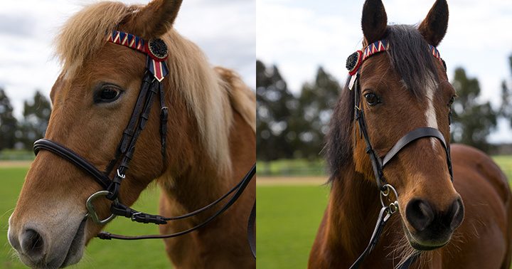 Equestrian Centre Welcomes Two New Ponies | Trinity College